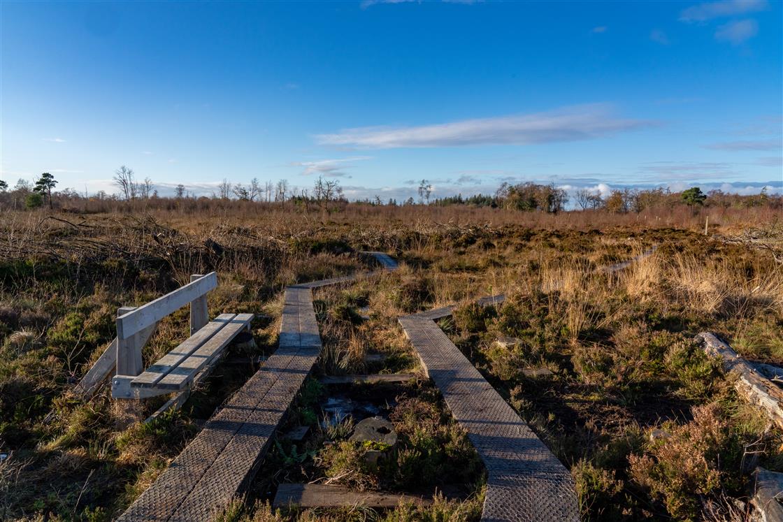 Girley Bog Eco Walk | Discover Boyne Valley Meath, Ireland