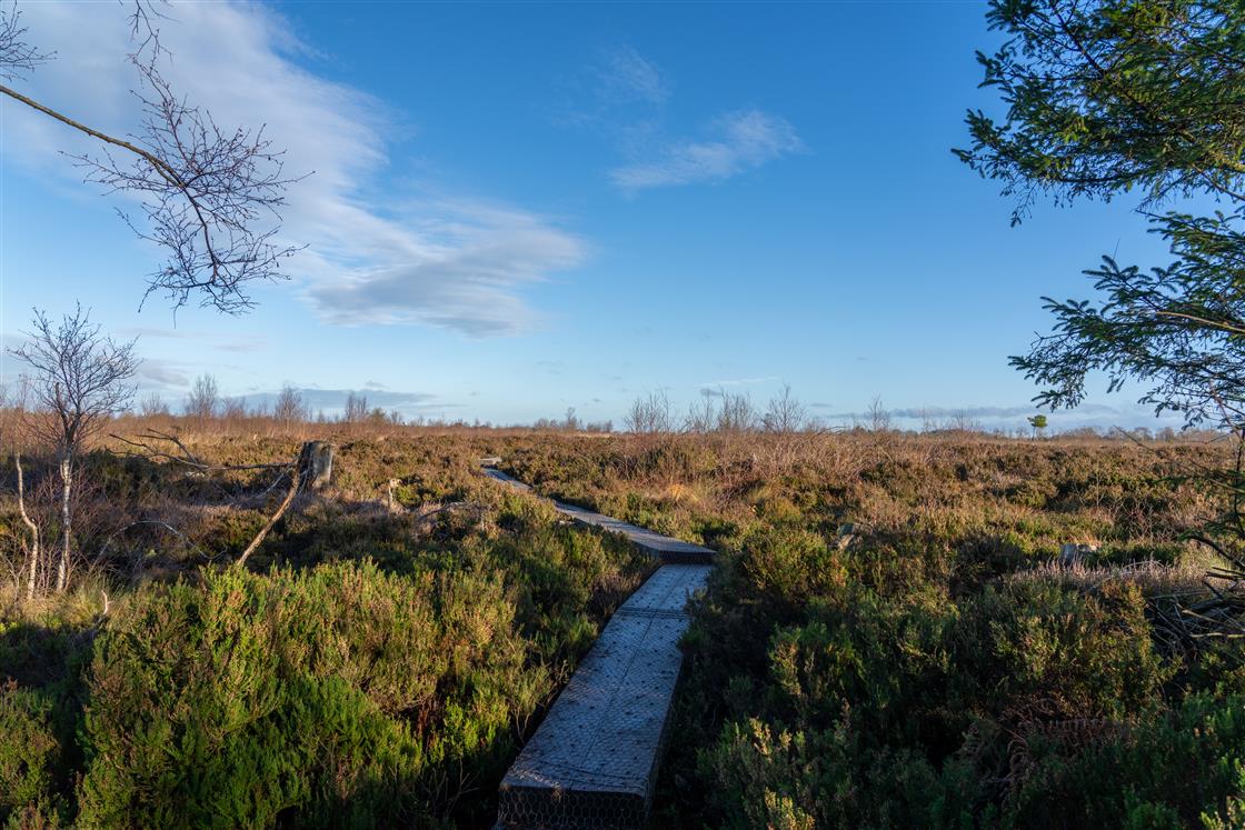 Girley Bog Eco Walk | Discover Boyne Valley Meath, Ireland